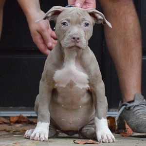 XXL Pitbull Puppies for Sale | Gin and Juice Pits